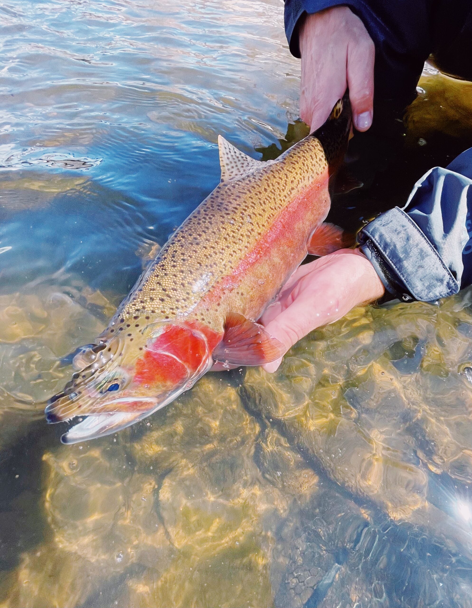 Truckee River Fly Fishing Report March 30 2023 – Gilligan's Guide Service
